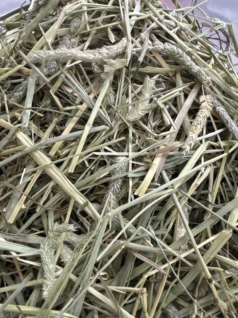 USA first cut Timothy hay 1 kg – Minnie's Chinchillas